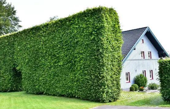 Top 5 Windbreak Plants to Protect Your Garden from Autumn and Winter ...