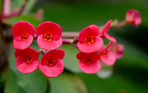 How to Plant and Propagate Christ’s Thorn: A Step-by-Step Guide ...