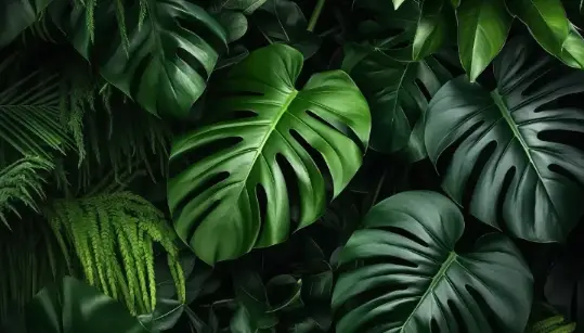 Plants with Giant Leaves: Our Top 3 Picks for Your Home – Plants and ...
