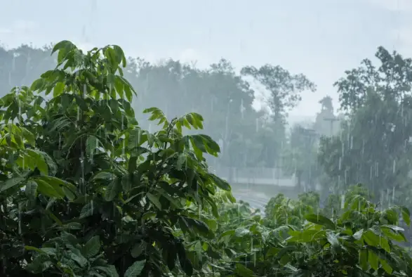 Which Plants Are at Risk in Case of Heavy Rain? 4 Tips to Protect the ...