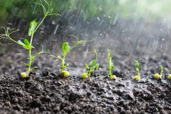 Which Plants Are at Risk in Case of Heavy Rain? 4 Tips to Protect the ...