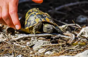Where Do Turtles Go in Winter? How Do They Survive Freezing ...