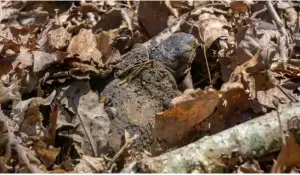 Where Do Turtles Go in Winter? How Do They Survive Freezing ...