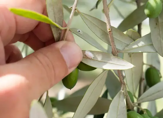 How to Maintain an Indoor Olive Tree So That It Thrives: 6 Essential ...