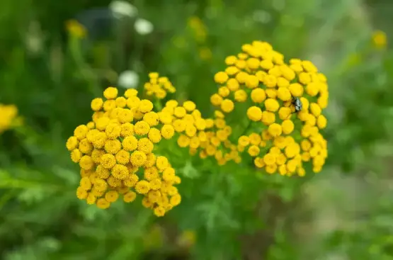 Native Flowers of France: Why You Should Plant Them in Your Garden ...