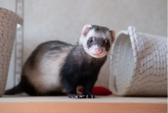 Adopting a Ferret to Keep Rats Away: Is This a Viable Solution ...