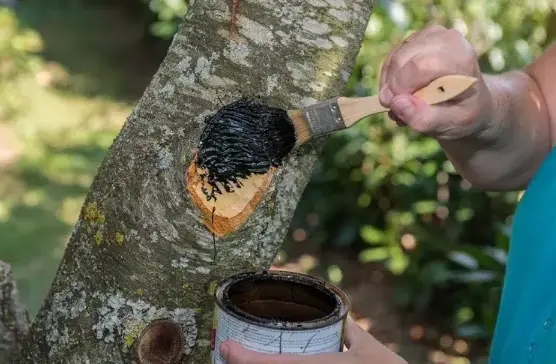 Homemade Tree Healing: 6 Natural Recipes for Fruit and Ornamental Trees ...