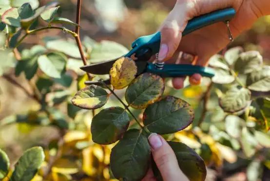 How to Prepare Roses for Fall: 5 Essential Tips for Winter Care ...