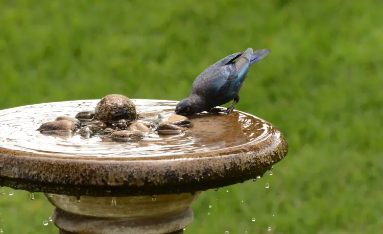 Why Put Rocks in a Bird Bath? 3 Major Mistakes to Avoid for Attracting ...
