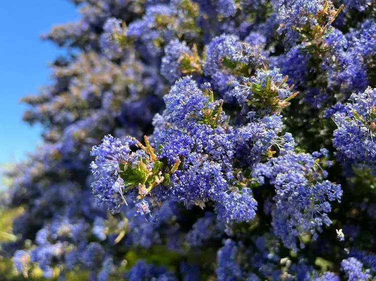When to Prune the Ceanothus Tree? Before or After Flowering? – Plants ...