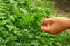How to Prune Parsley to Stimulate Leaf Growth: A Practical Guide ...