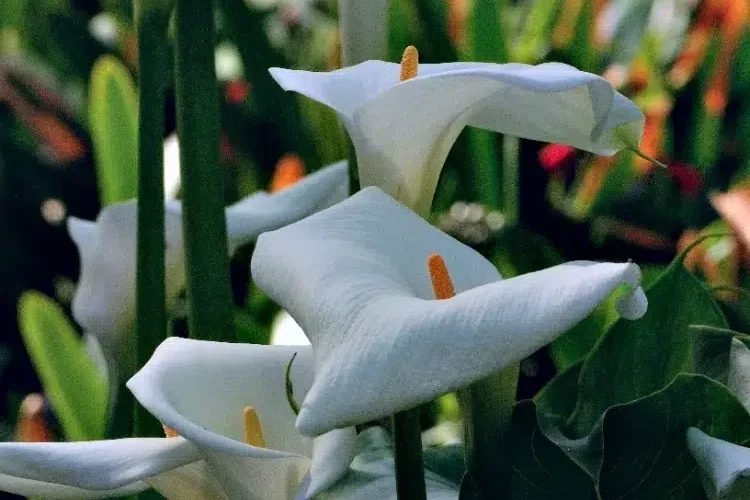 How to Care for Arum Flowers: Why Are My Arum Flowers Falling Off ...