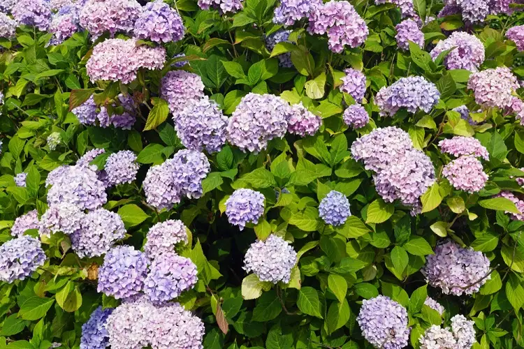 Why Are My Hydrangeas Colorless? Here’s How to Prevent Them from Fading ...