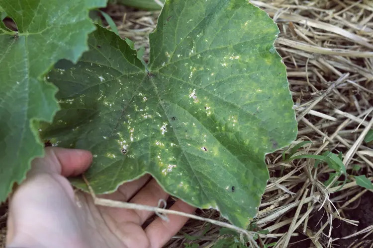 The 3 Main Pests That Attack Zucchini – And How to Get Rid of Them ...