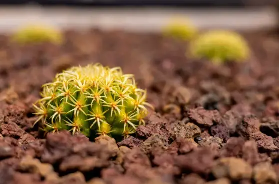 Planting Cacti in the Ground: Our Practical Advice for Success ...