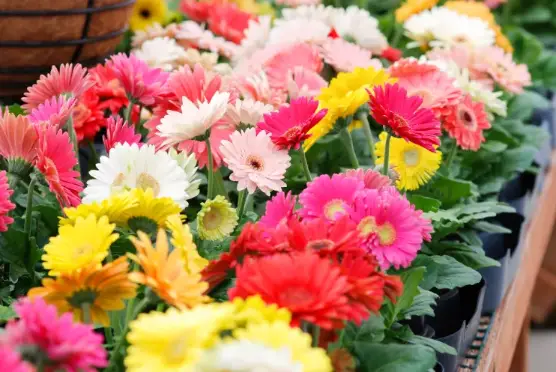 How to Make a Gerbera Bloom: Expert Planting & Care Tips – Plants and ...