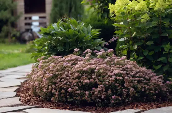 The Best Dwarf Shrubs for Borders: 5 TOP Varieties that Make a Big ...