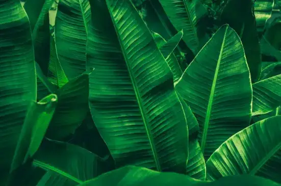 Where is the Best Place to Plant a Banana Tree? A Complete Guide for ...