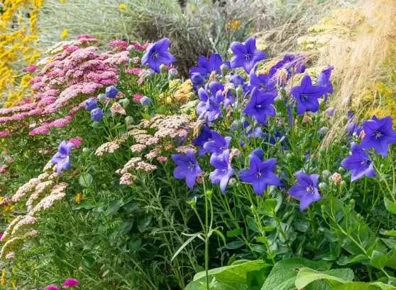 How to Plant and Care for a Platycodon (Large-Flowered Bellflower): A ...