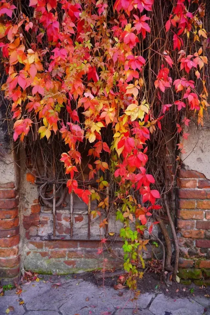 How to Plant and Maintain Virginia Creeper: A Complete Guide – Plants ...