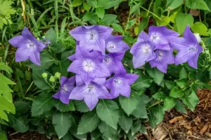 How to Plant and Care for a Platycodon (Large-Flowered Bellflower): A ...