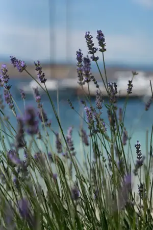 When to Divide Lavender and How to Multiply It: Easy Tips for a ...