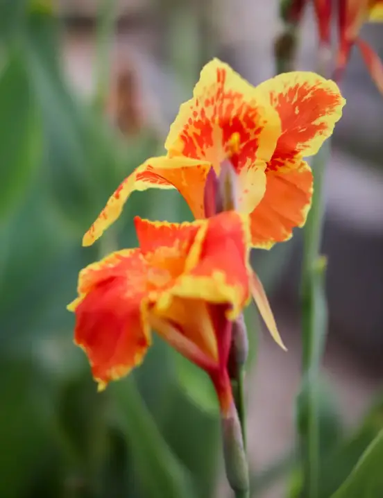 How to Care for a Canna Indica: Location, Watering, Fertilization, and ...