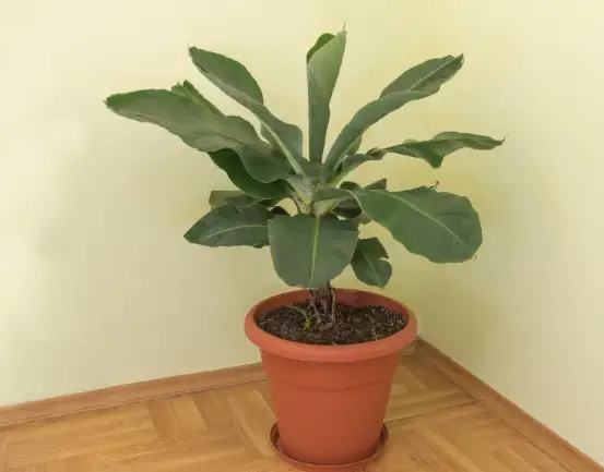 Where is the Best Place to Plant a Banana Tree? A Complete Guide for ...
