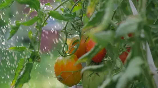How to Care for Tomatoes in July: 3 Easy Tips! – Plants and Garden Tips