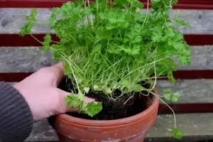 How to Prune Parsley to Stimulate Leaf Growth: A Practical Guide ...