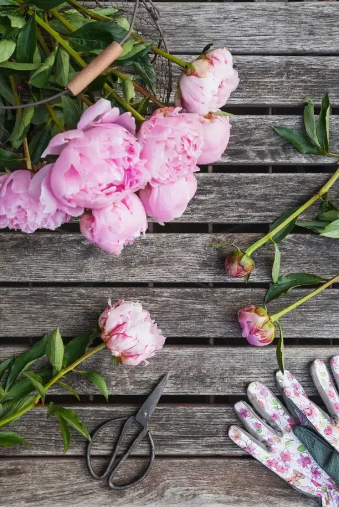 How to Care for Peonies After Flowering: Essential Tips for Pruning and ...