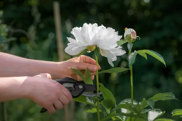 How to Care for Peonies After Flowering: Essential Tips for Pruning and ...