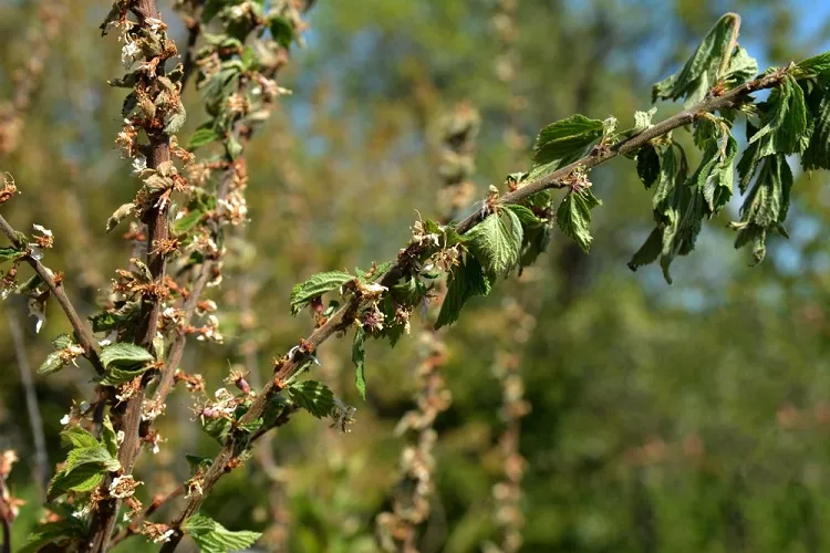 Why Is My Cherry Tree Drying Up? Causes and Solutions 🍒 – Plants and ...