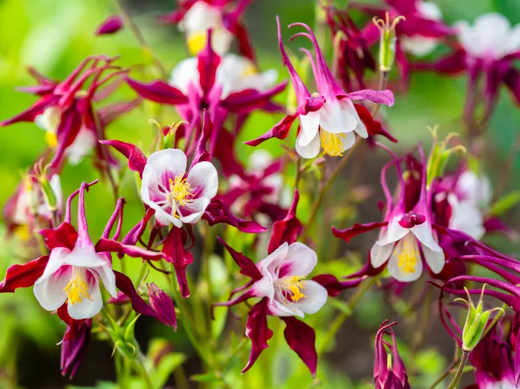 🌿 How to Multiply Columbines? A Complete Guide! – Plants and Garden Tips