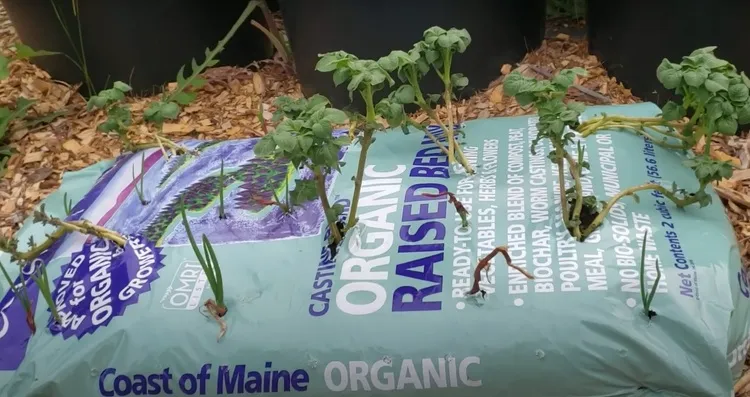🌱 Growing Plants in a Bag of Potting Soil: A Simple & Space-Saving ...