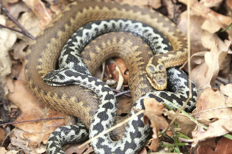 🐍 How Do Vipers Reproduce? Do They Lay Eggs? Everything You Need to ...
