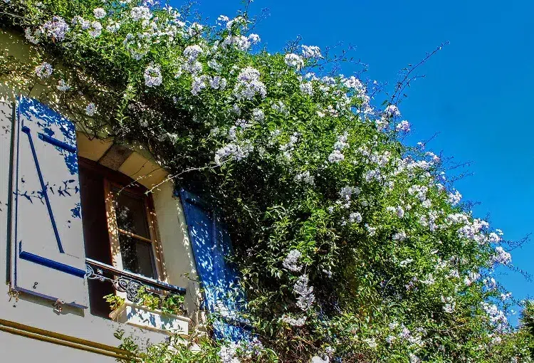 🌿 How to Plant and Care for Solanum (False Jasmine) – A Complete Guide ...