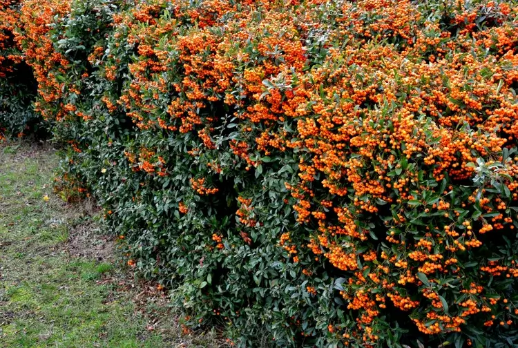 🌿 The Best Shrubs for an Impenetrable Defensive Hedge – Plants and ...