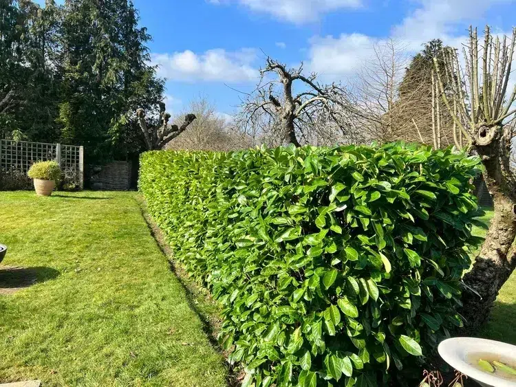 🌿 The Best Laurel for a Hedge: Planting & Maintenance Guide – Plants ...