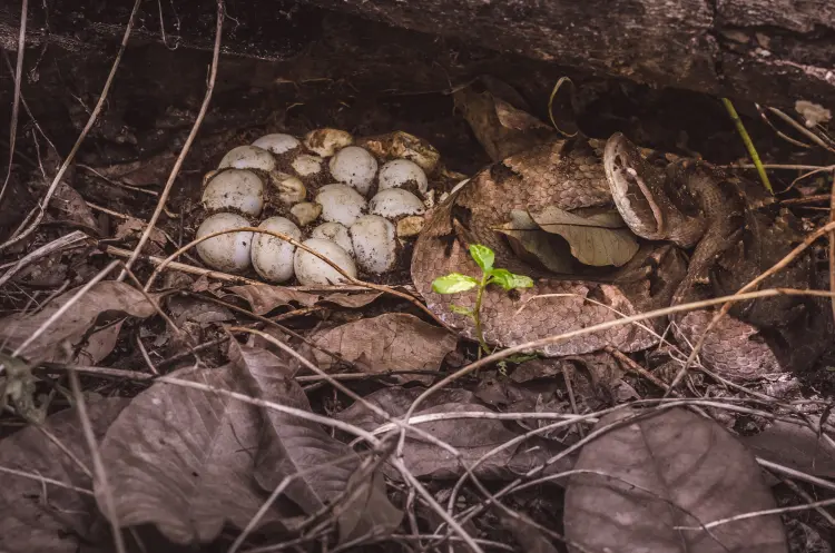 Where Do Snakes Lay Their Eggs? How to Identify and Handle a Snake Nest ...