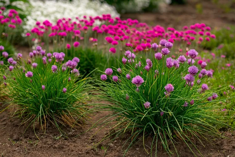 Spanish Grass: The Drought-Resistant Ground Cover You Need! 🌿 – Plants ...