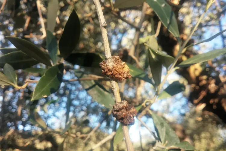 Olive Tree Pests: 5 Insects to Watch Out For! 🫒🐜 – Plants and Garden Tips