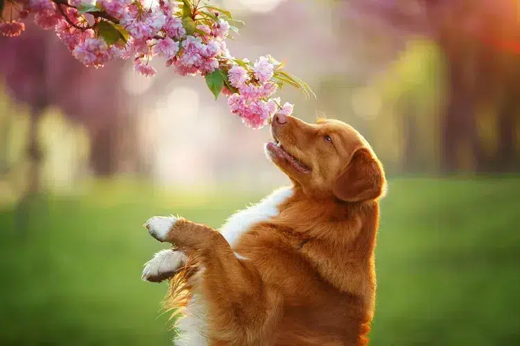 9 Fragrant Flowering Trees to Transform Your Garden into a Scented ...