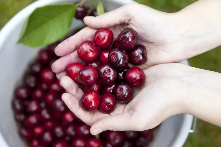 🍒 How to Know When to Pick Cherries and How to Harvest Them Properly ...