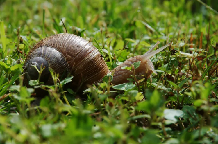 🐌 How to Collect Snails: Where, When, and How to Prepare Them – Plants ...