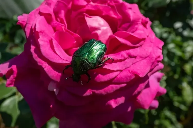 🌿 Rose Chafer: What Does This Insect Look Like and Is It Harmful ...