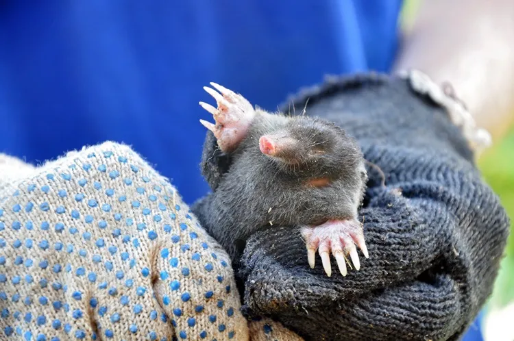 🛠️ How to Make a Homemade Mole Trap: A Practical Guide – Plants and ...