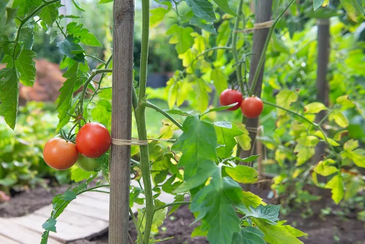 🍅 How to Make a Tomato Support? 5+ Budget-Friendly Ideas for Staking ...