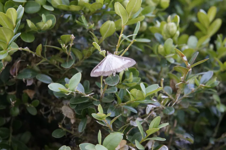 🌿 How to Recognize and Get Rid of the Box Tree Moth 🦋 – Plants and ...