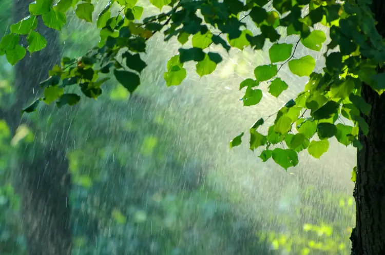 🌳 Protect Your Garden from Heavy Rain: 5 Trees to Prevent Flooding ...